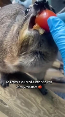 Rock hyrax eating a cherry tomato like Denethor - Coub