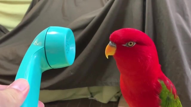 Red birb is teleworking. - Coub