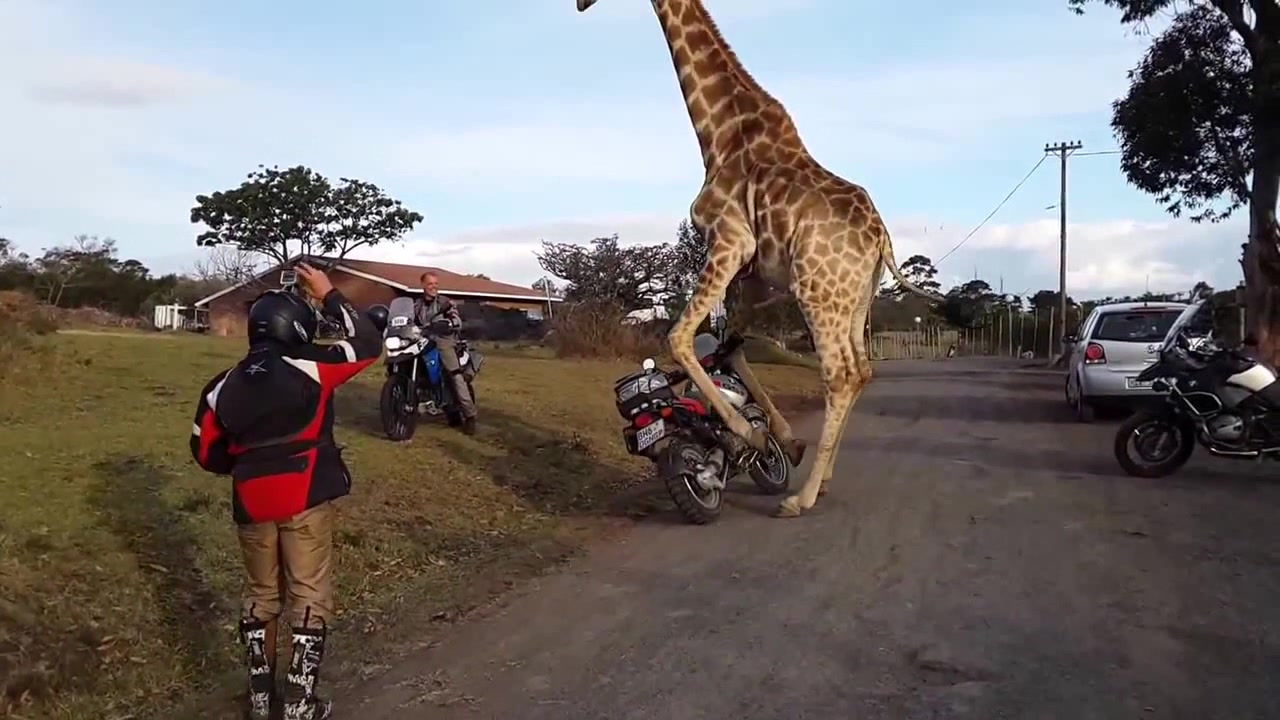 Giraffe Motorcycle- for IFunny - Coub