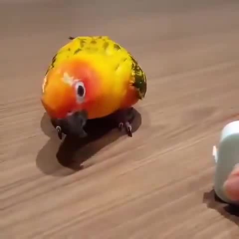 dancing parrot - Coub