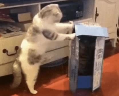 Cat Kang Fights - Coub
