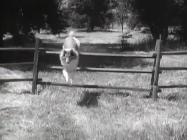 Lelessi #TBSampling - Coub