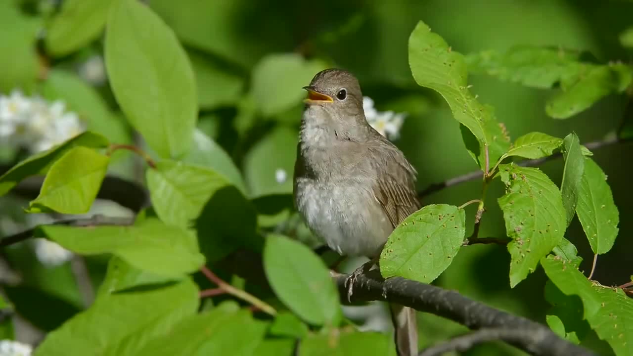 Summer morning - Coub