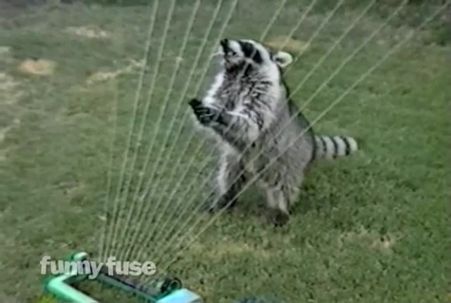 FunnyFuse Faves: Water Harp - Coub