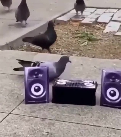 DJ Pigeon - Coub