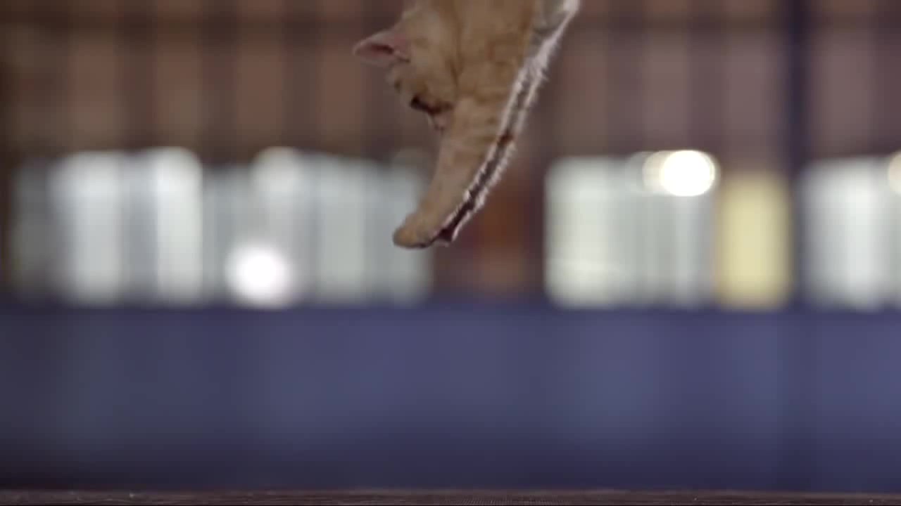 Im free falling - Coub