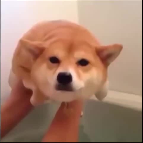 doggo does a swim - Coub
