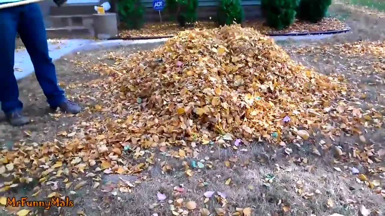 Dog have fun with autumn leaves - Coub