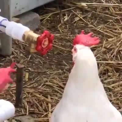 Chicken vs VALVE - Coub