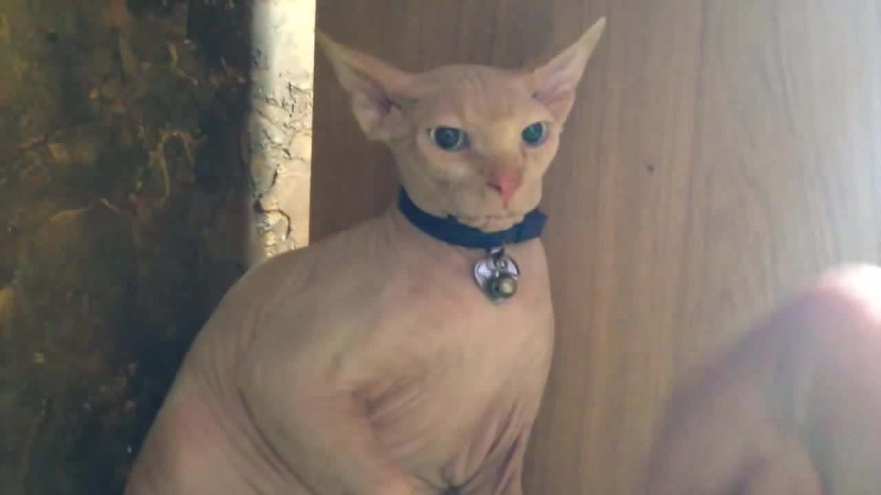 LITR - BAD CAT - Coub