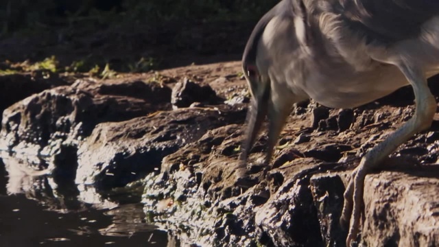 Con fish into coming to the surface - Coub