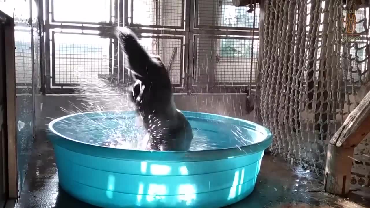 Push The Tempo - Coub