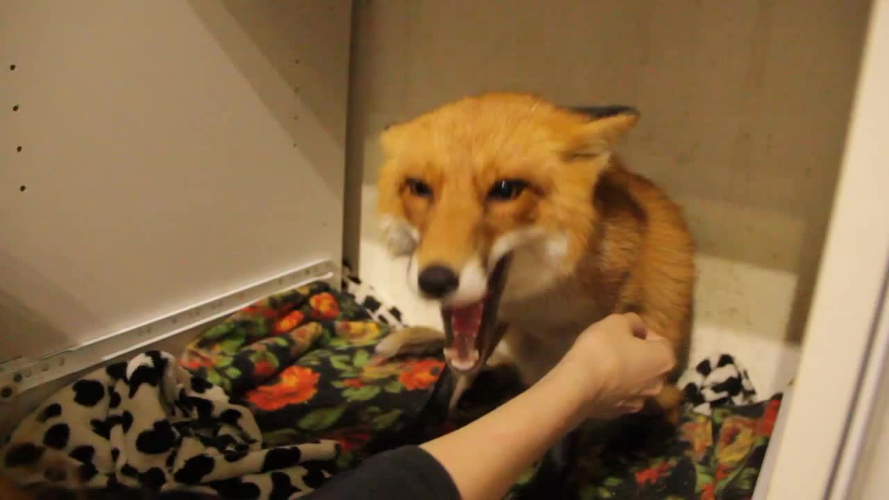 How aggressive the fox - Coub