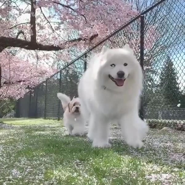 Damn It Feels Good To Be A Dog - Coub