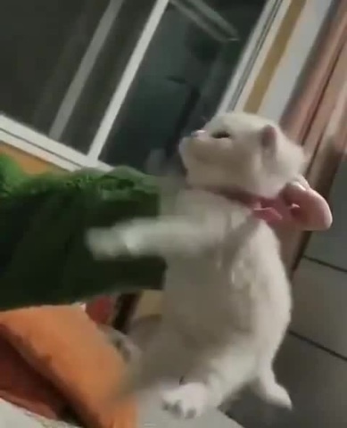 storm kitty - Coub