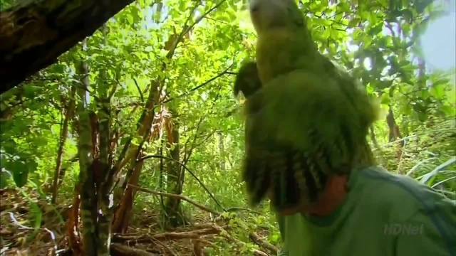 shagged by a rare parrot - Coub