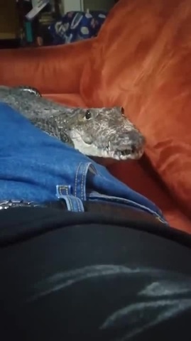 Домашний любимец просит ласки Very cute pet - Coub