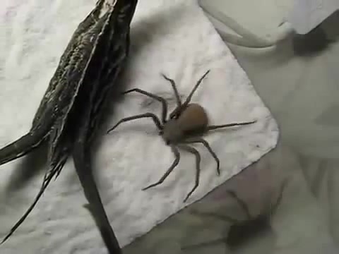 Coco Spider (Nostalgia) - Coub