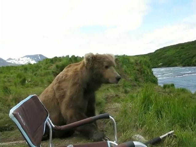 Privet medved - Coub