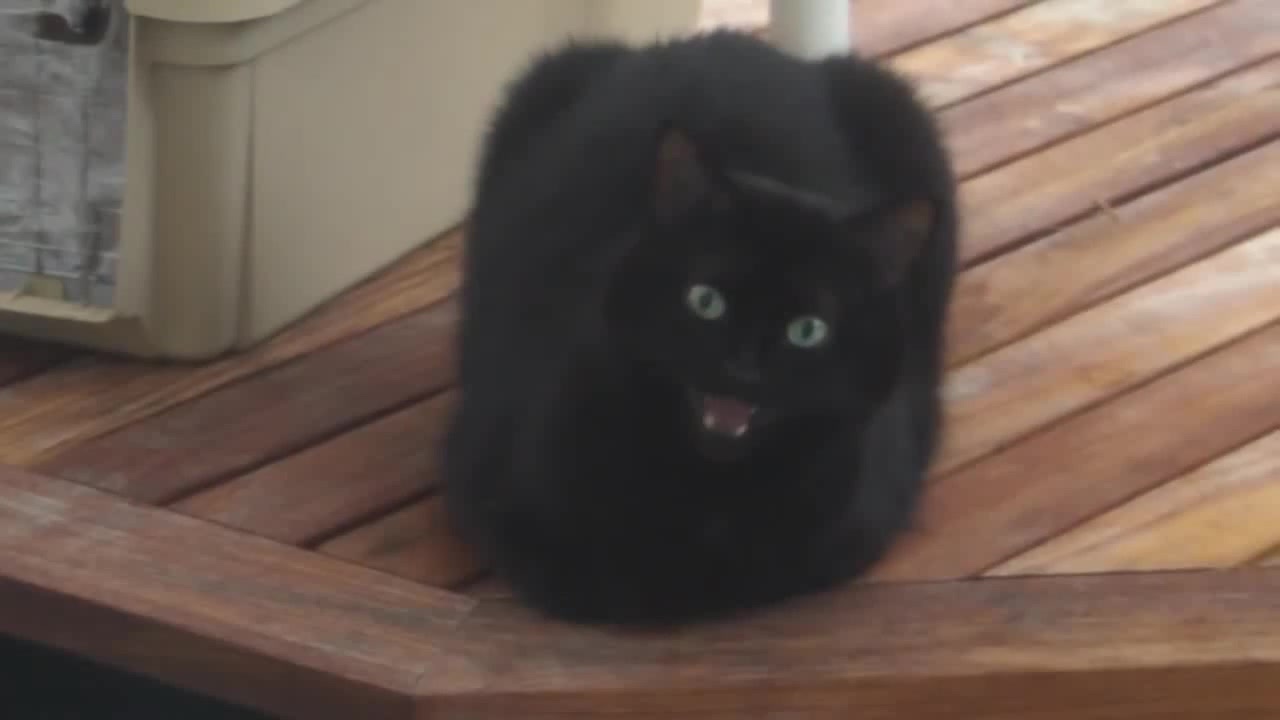 Call Me Kitty Cat :-3 - Coub