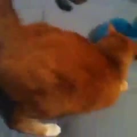 Move ass bitch - Coub