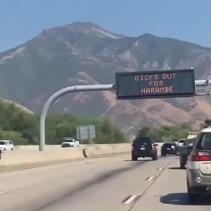 Dicks Out For Harambe - Coub