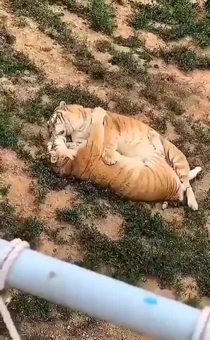 It's the hug of the tiger... - Coub