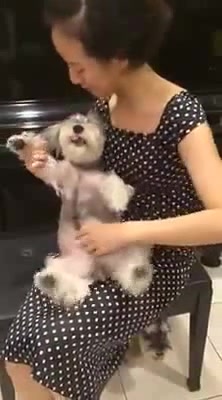 das Modell (hund) - Coub