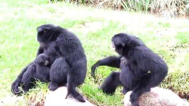 mmm monkey - Coub