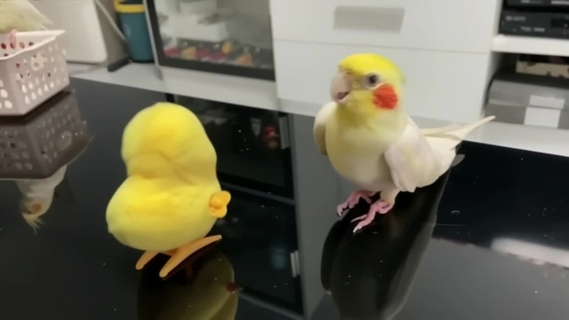 Maniac parrot - Coub