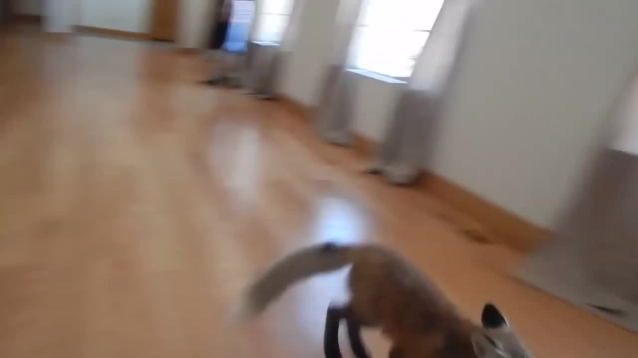 Happy baby fox running around! - Coub