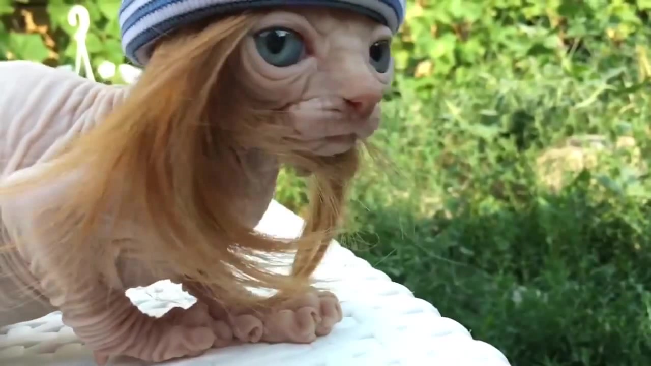 Gorillas cats - Coub