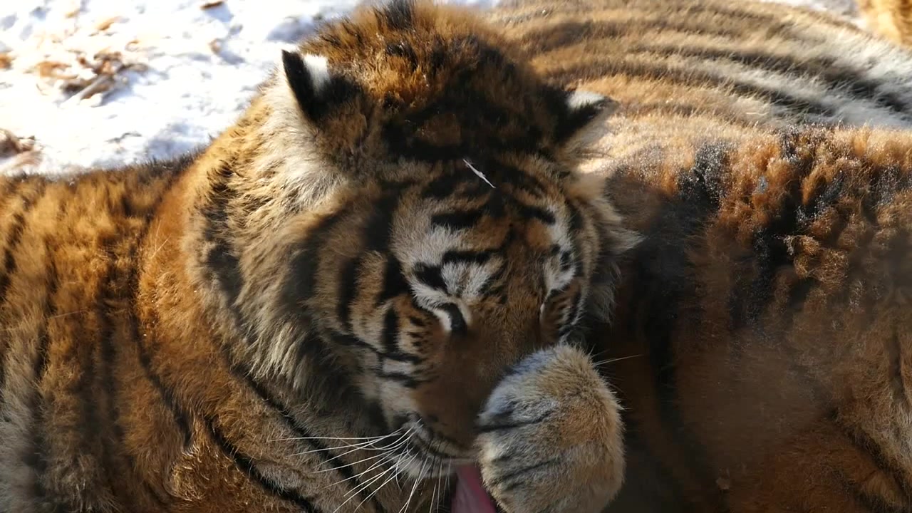 Siberian tigers - Harbin, China - Coub