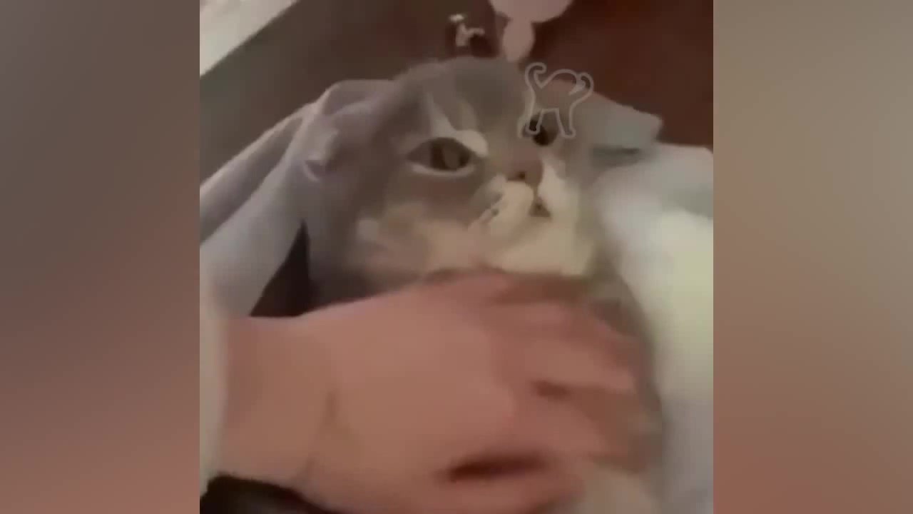 BEST DANK CAT MEMES COMPILATION OF 2020 PART 12 (from TikTok) - Coub