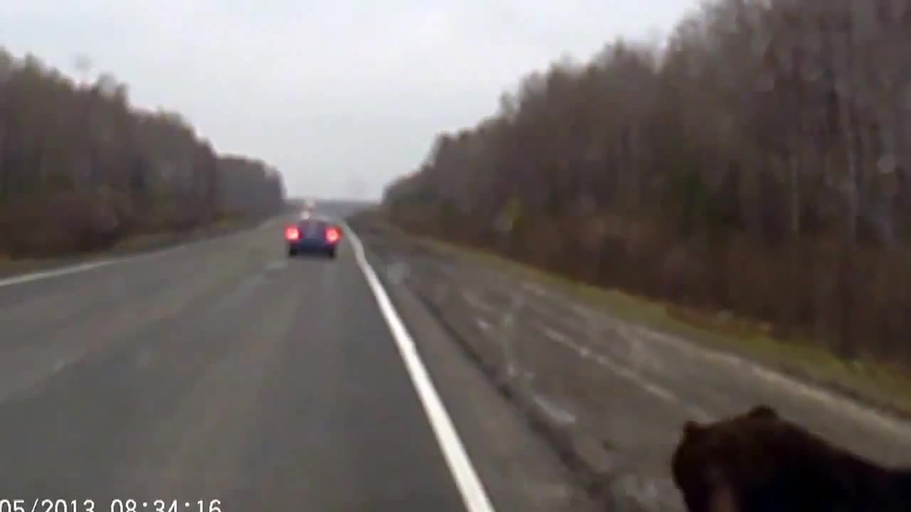 Breakdancing Bear. Медведь танцует брейк.,баянчик конечно - Coub