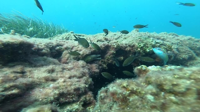 eel gets angry with grouper https://www.youtube.com/watch?v=WowP3m2tAzU - Coub