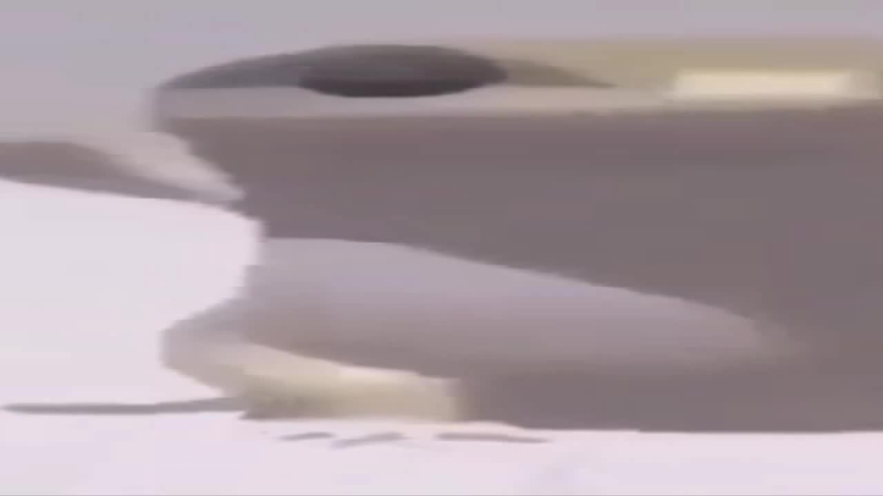 Crazy lizard power dance! (ver. 1.1) - Coub