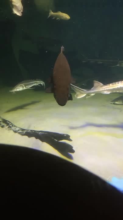 comfortably numb fish - Coub