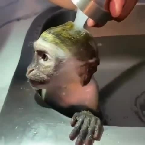 Relax 🙈🙈🙊 #monkey #relax - Coub