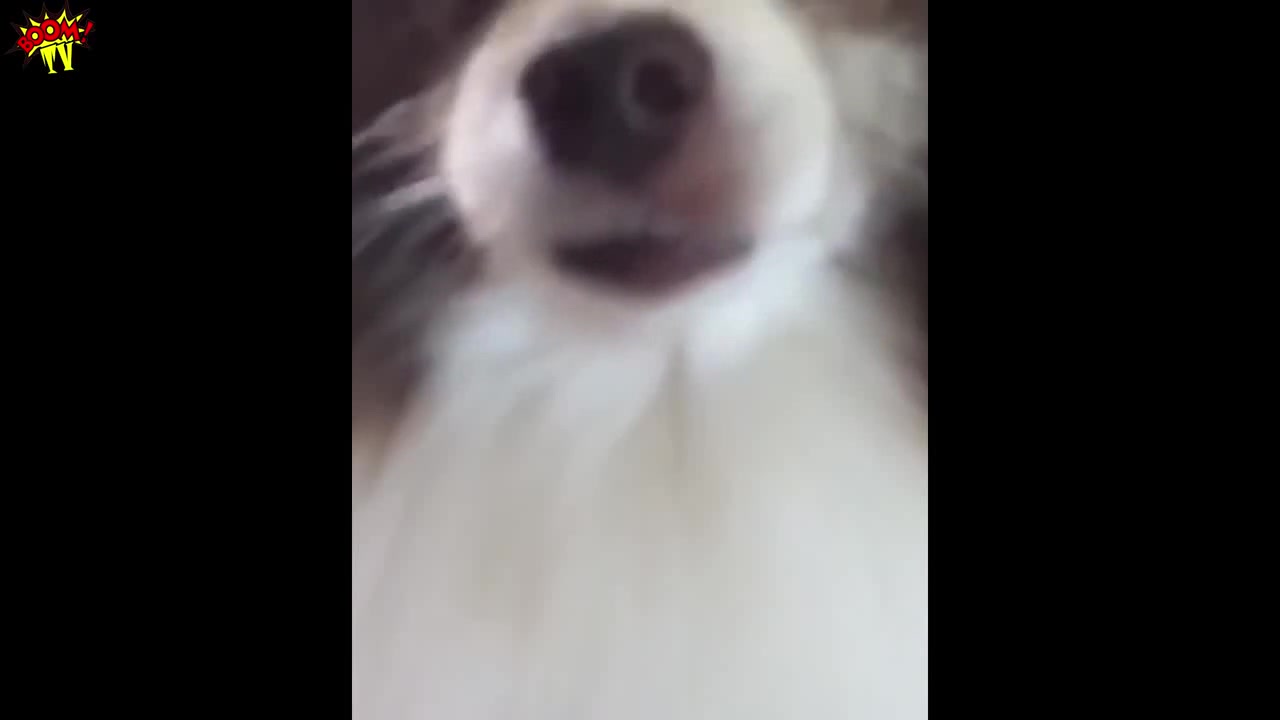 BEST COUB #529 ЛУЧШИЕ ПРИКОЛЫ COUB за НОЯБРЬ от BOOM TV - Coub