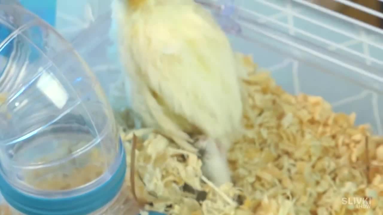 Chick vs. Hamster - Coub