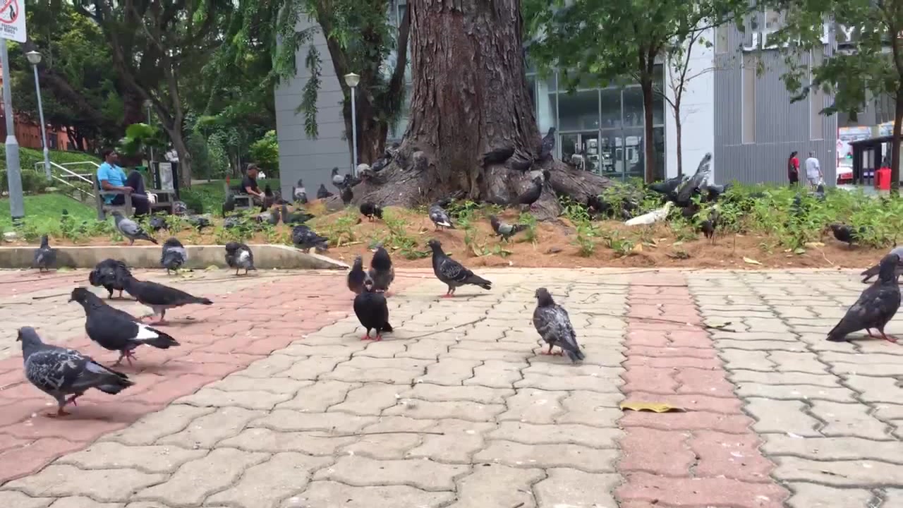 Dance of small pigeons - Coub