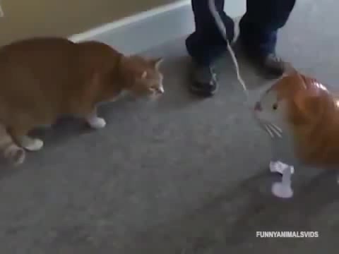 Angry and evil cats - Compilation 2013 - Coub