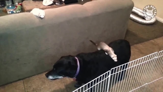 This... Is.. Parkour.. - Coub