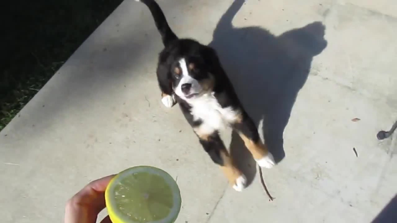 Bernese Mountain Dog Puppy vs Lemon. - Coub