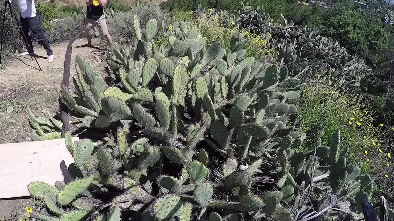Epic Cactus Jump GONE WRONG feat. Zach Holmes - Steve-O - Coub