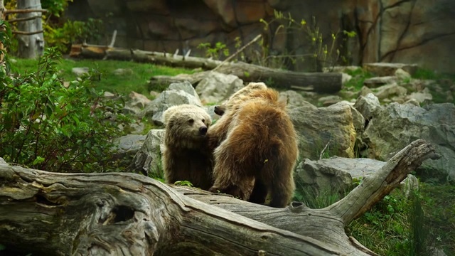 Fighter Russian Bear and not only Вear - Coub