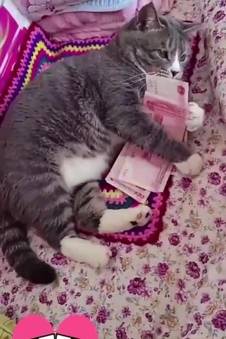 Hey no touch 😺😂😂 - Coub