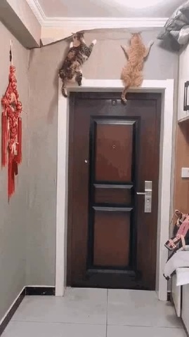 Battletoads Cats - Coub