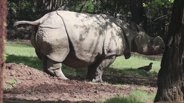 Rhino Pooping Explosion! - Coub